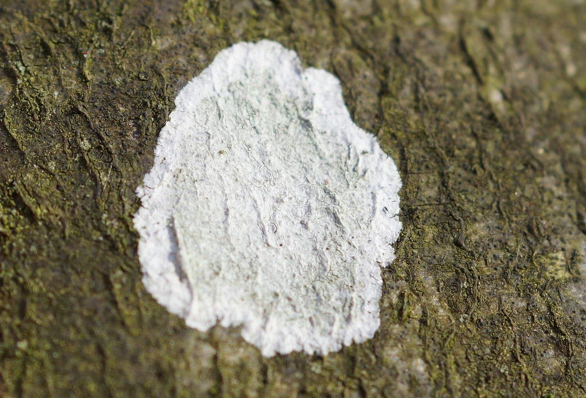 Phlyctis argena - notesdeterrain.over-blog.com