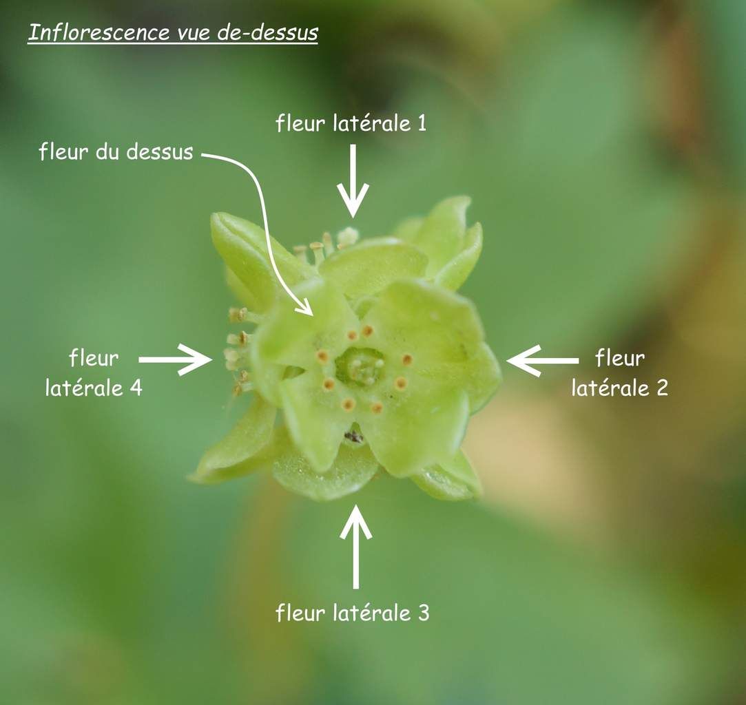 Adoxa - notesdeterrain.over-blog.com