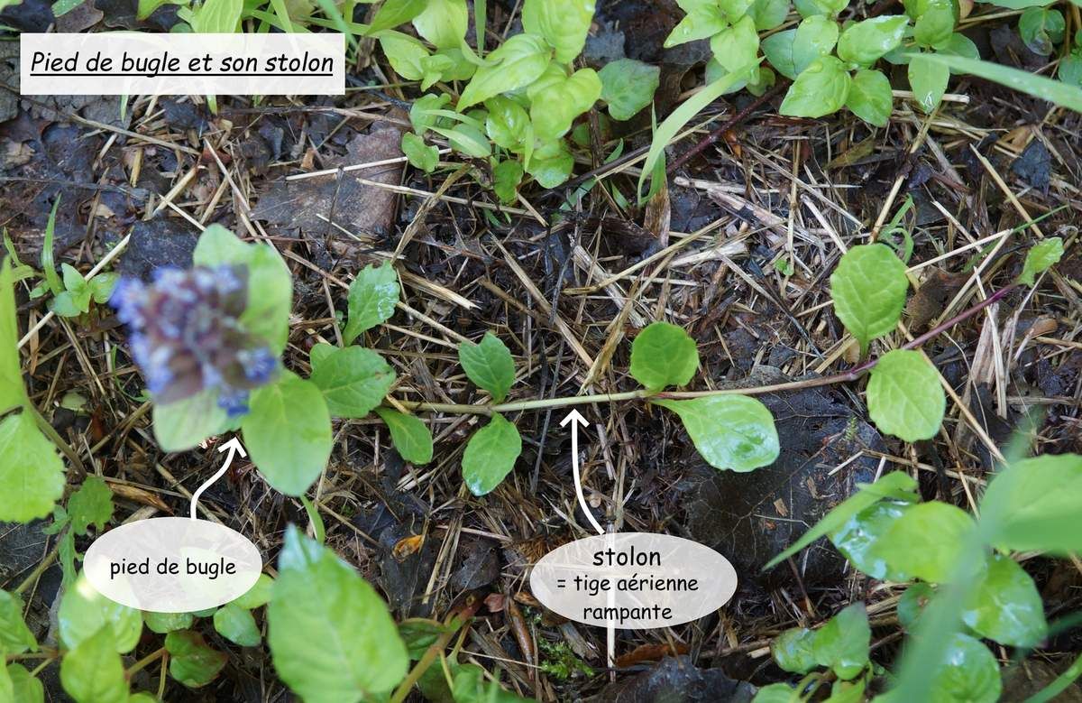 Bugle rampante - notesdeterrain.over-blog.com