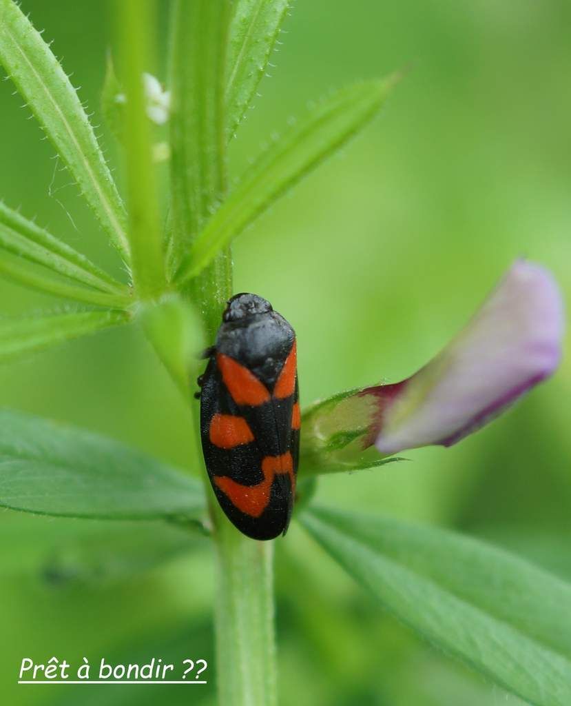 Cercope sanguin - notesdeterrain.over-blog.com