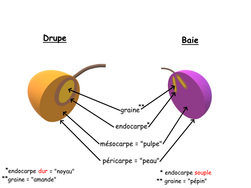 Ronces - notesdeterrain.over-blog.com