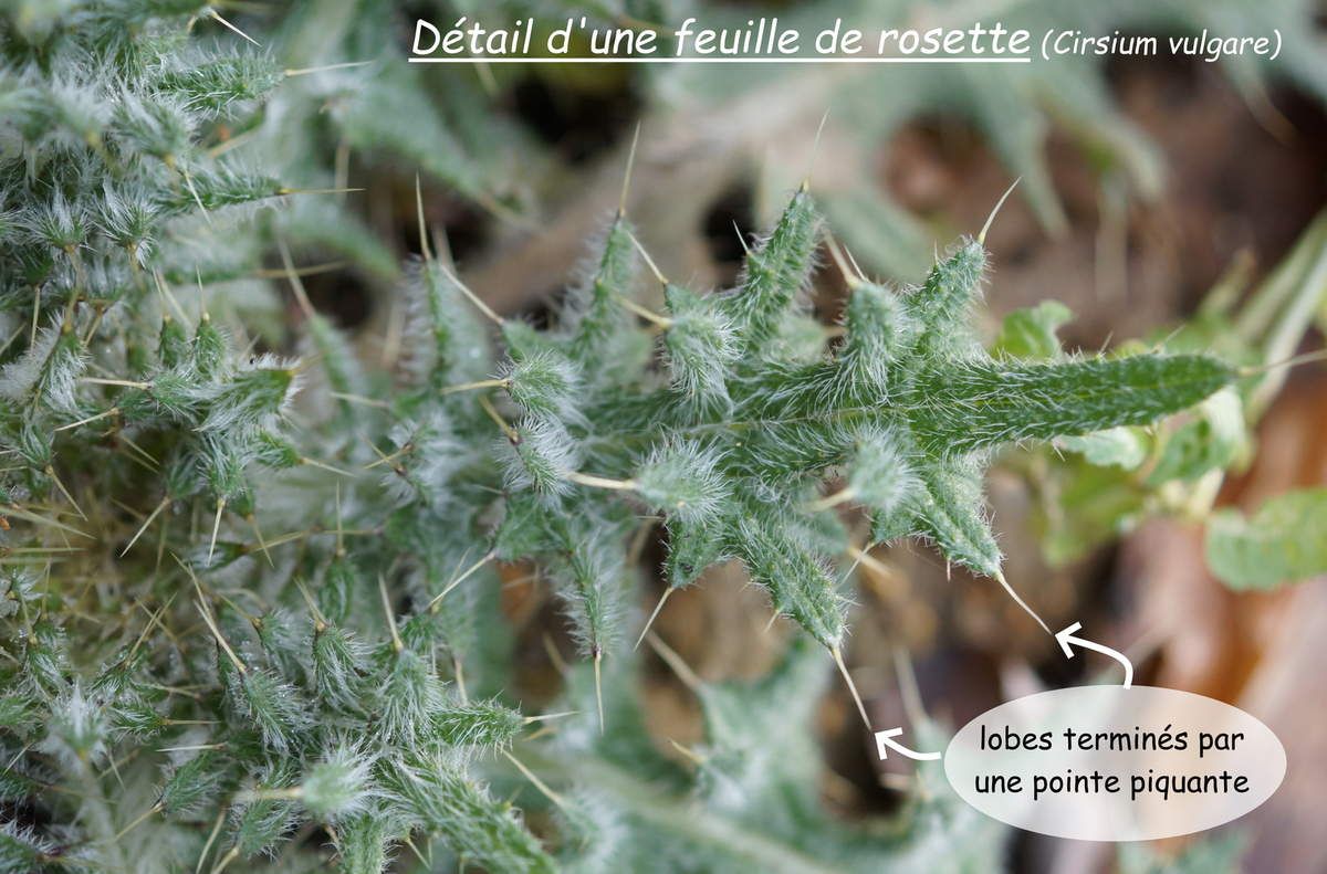 Rosettes de feuilles 2 - notesdeterrain.over-blog.com