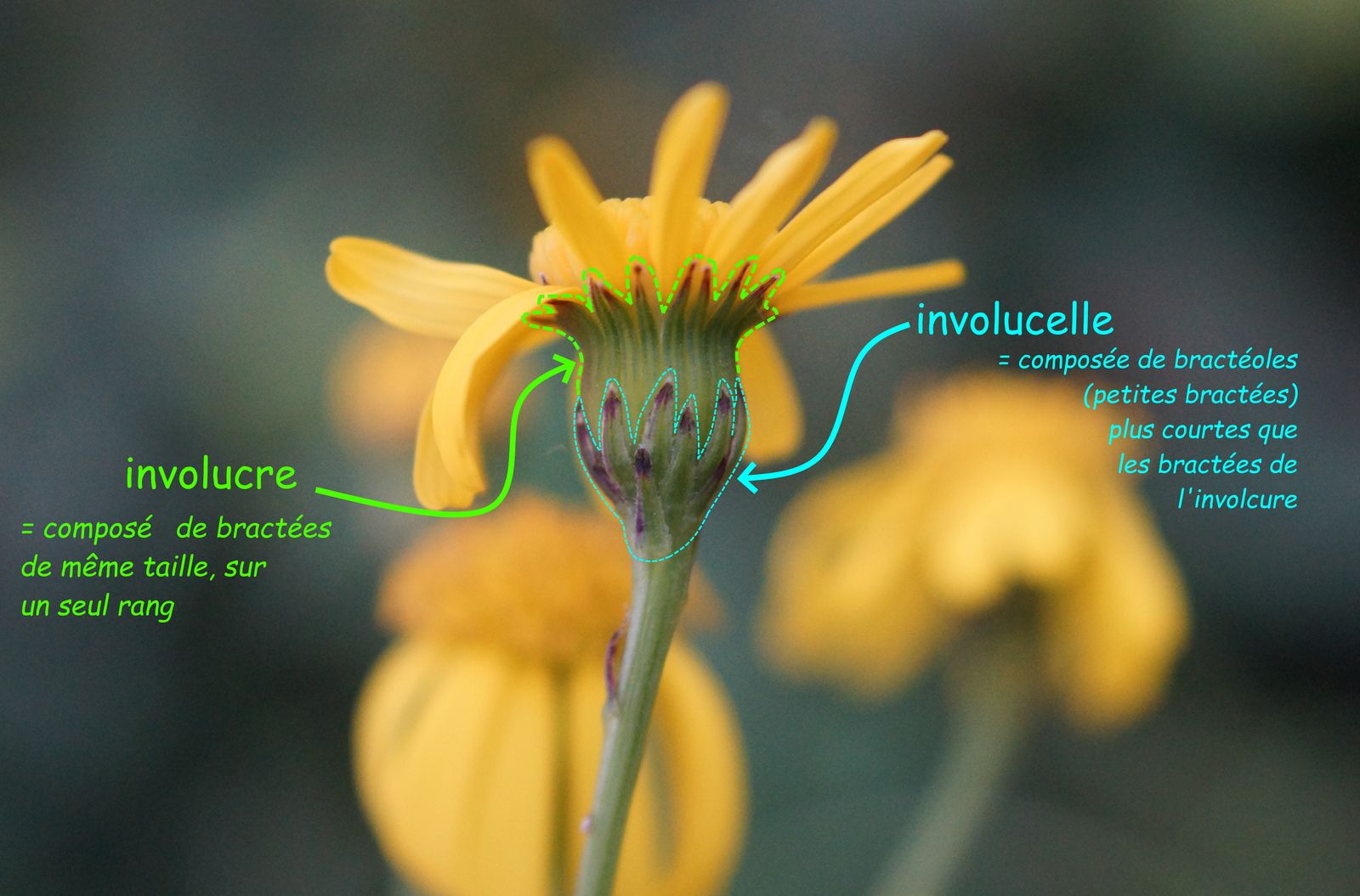 Séneçon du Cap - notesdeterrain.over-blog.com