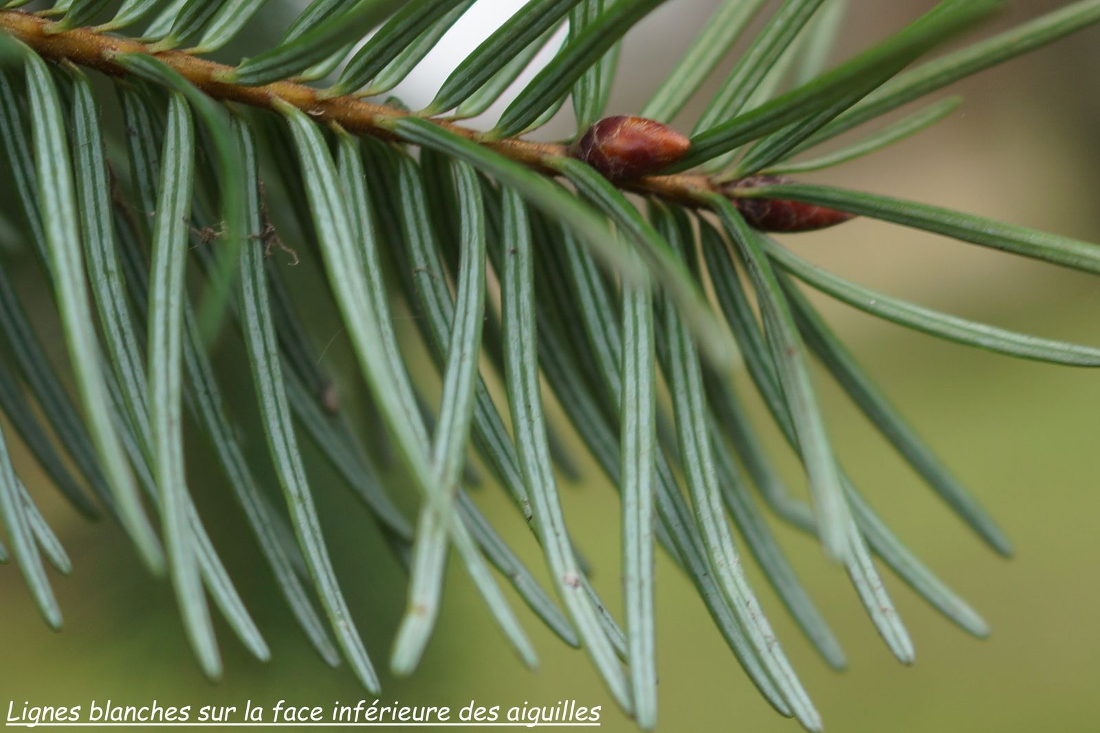 Douglas - notesdeterrain.over-blog.com