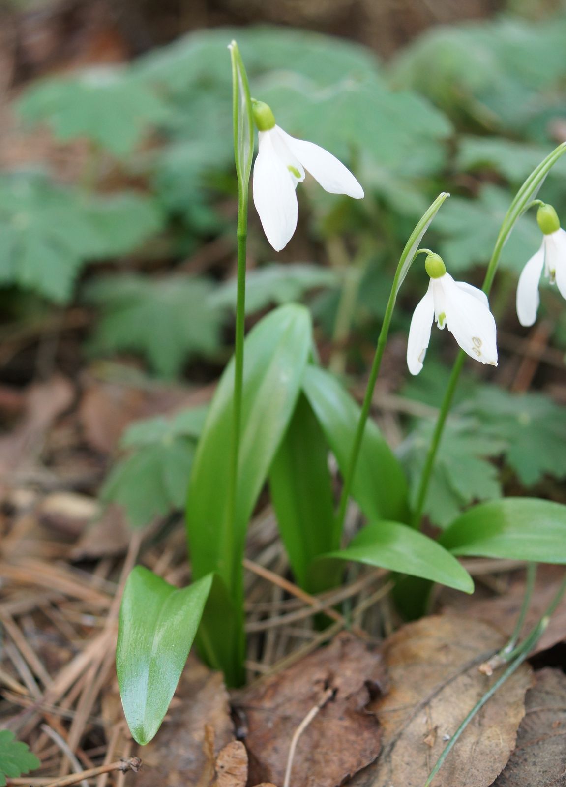 Perce-neige - notesdeterrain.over-blog.com