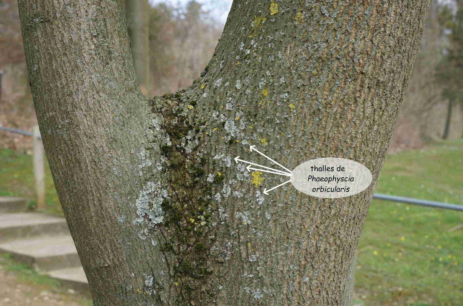 Phaeophyscia orbicularis - notesdeterrain.over-blog.com