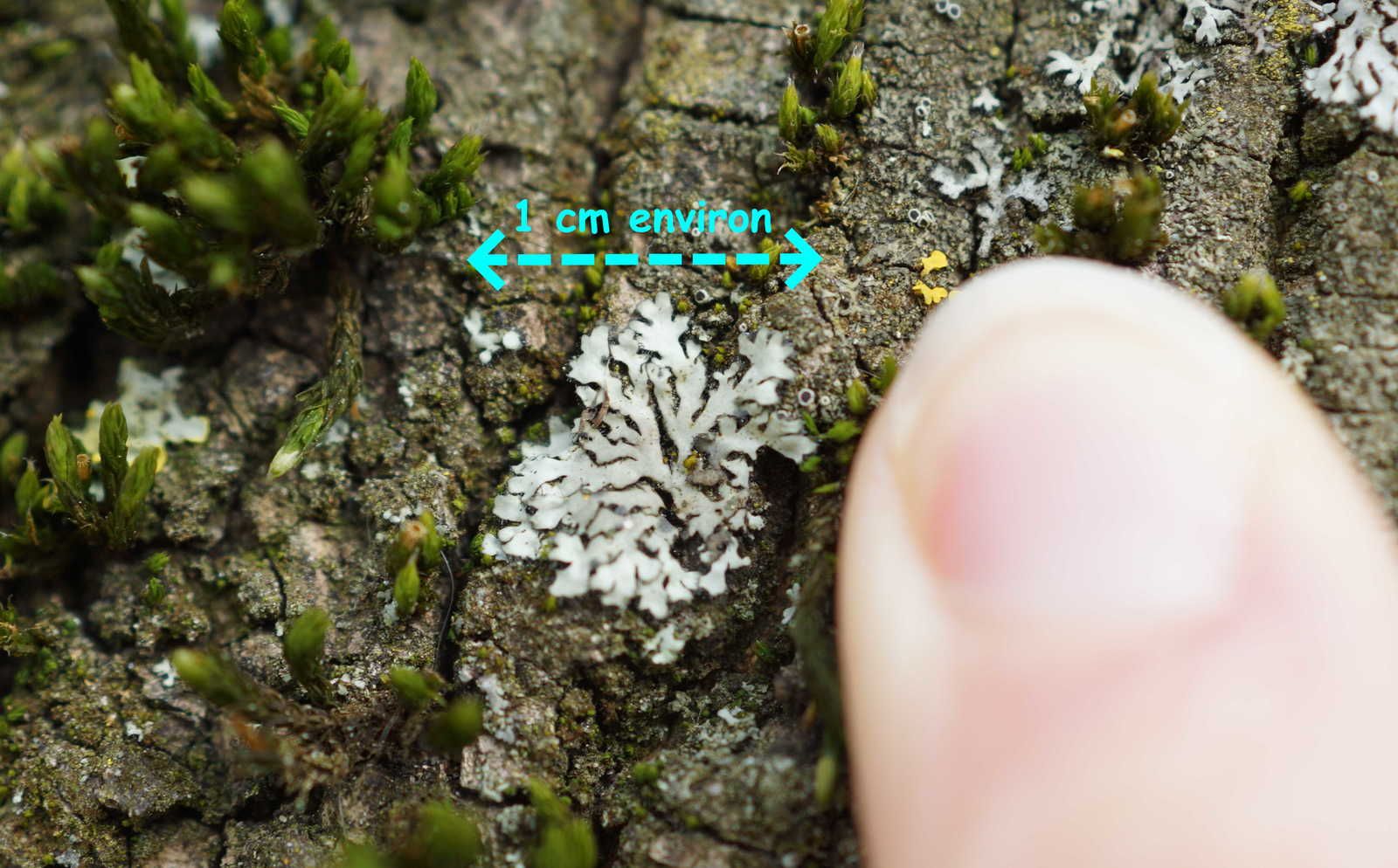 Phaeophyscia orbicularis - notesdeterrain.over-blog.com