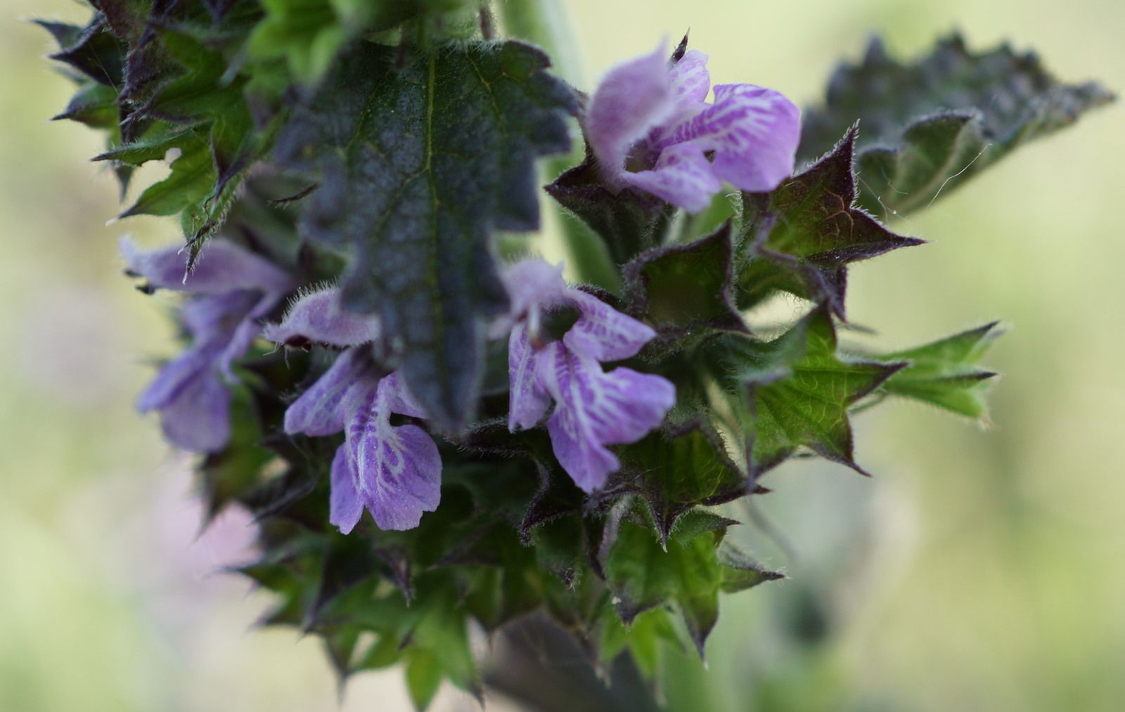 Ballote noire - notesdeterrain.over-blog.com