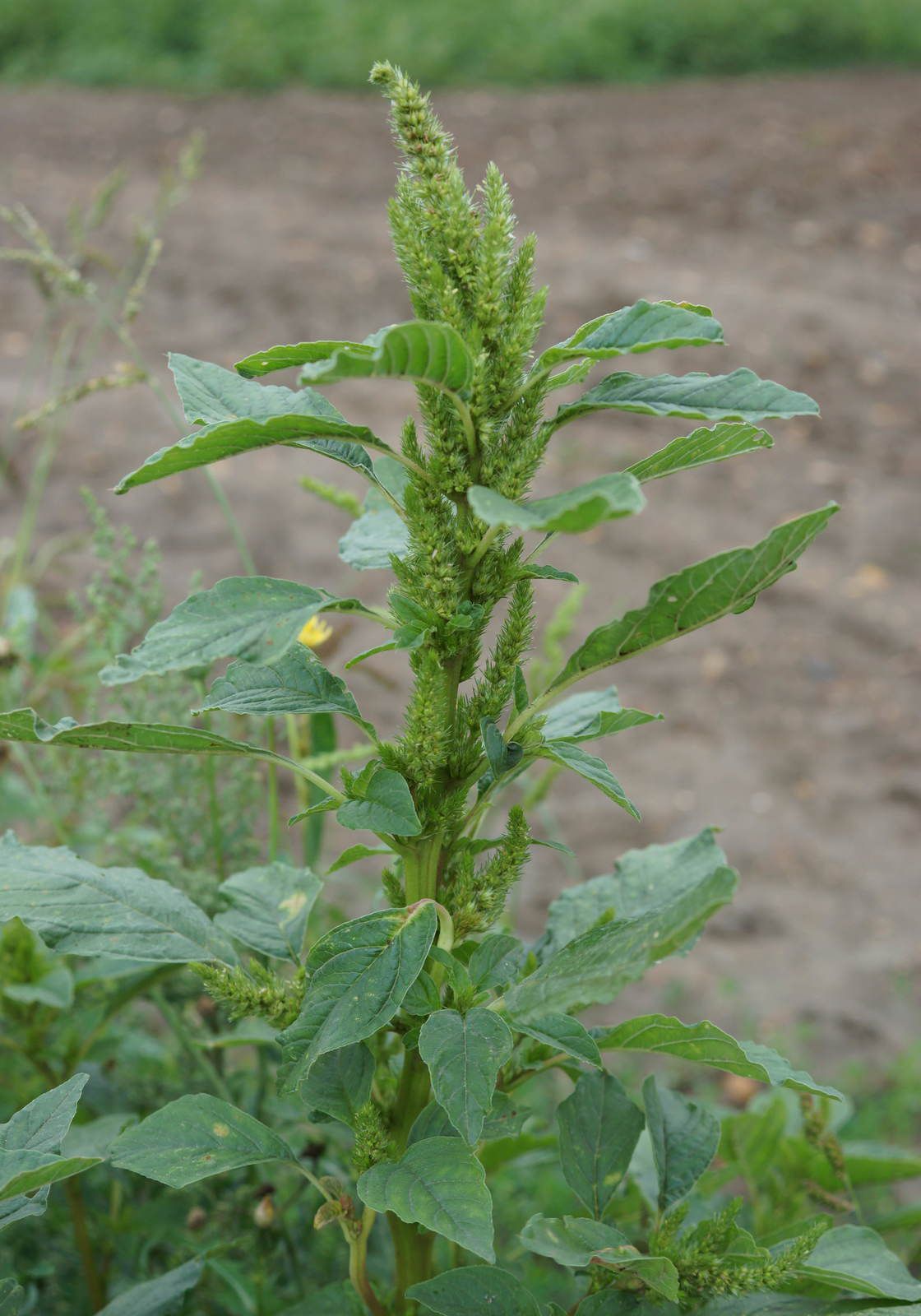 Amarante hybride - notesdeterrain.over-blog.com