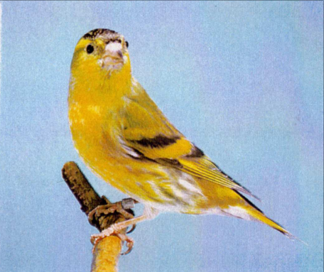 LA DÉTENTION DU TARINS DES AULNES (LÉGISLATION FRANÇAISE ...