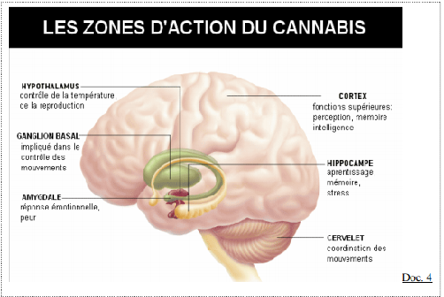 Partie III : Le cannabis (mode d'action) - Travaux personnels encadrés ...