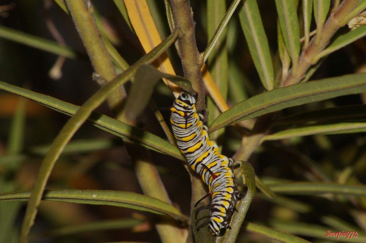 La chenille Petit monarque, Danaus chrysippus (Linnaeus, 1758 ...