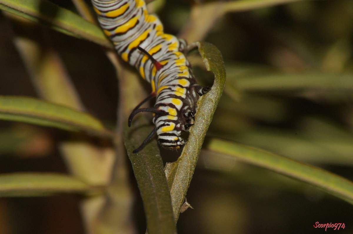 La chenille Petit monarque, Danaus chrysippus (Linnaeus, 1758 ...