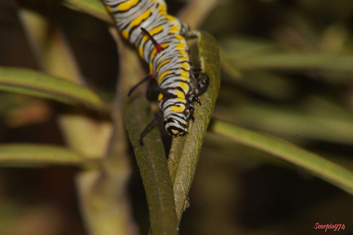 La chenille Petit monarque, Danaus chrysippus (Linnaeus, 1758 ...