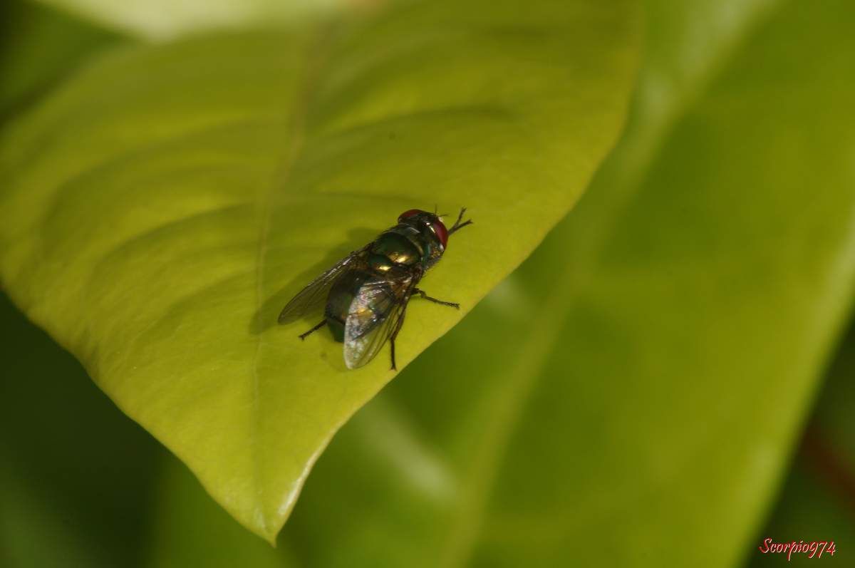 La Mouche dorée (Lucilia caesar (Linnaeus, 1758)). - reunion-island-by ...
