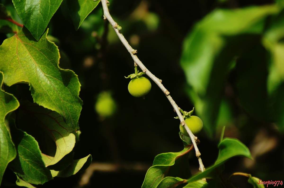 Groseille de Ceylan (Dovyalis hebecarpa (Gardner) Warb). - reunion ...