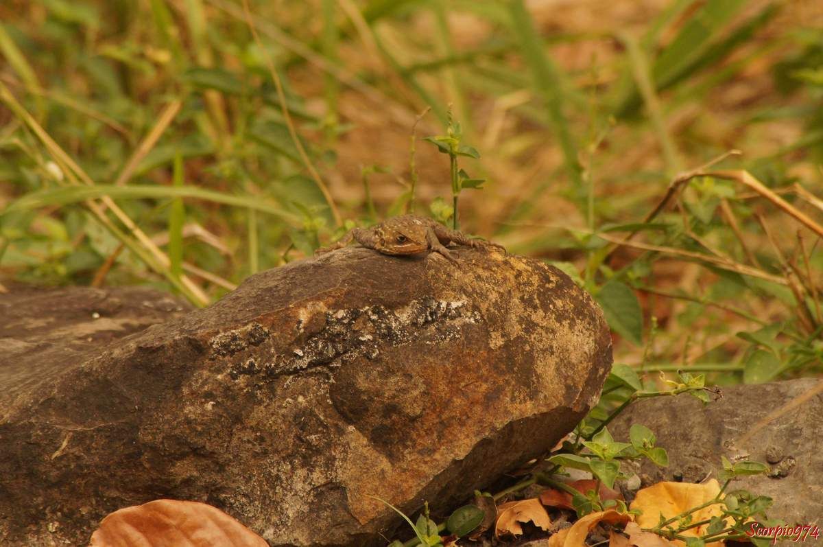 L'Agame des colons (Agama agama (Linnaeus, 1758)). - reunion-island-by ...