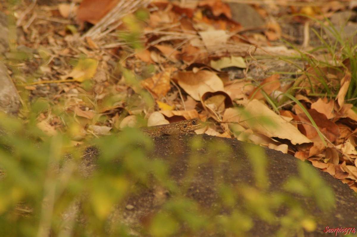 L'Agame des colons (Agama agama (Linnaeus, 1758)). - reunion-island-by ...