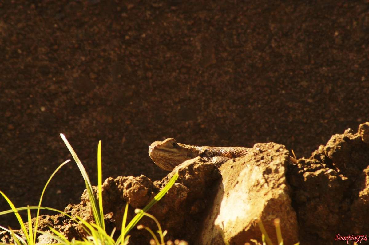 L'Agame des colons (Agama agama (Linnaeus, 1758)). - reunion-island-by ...