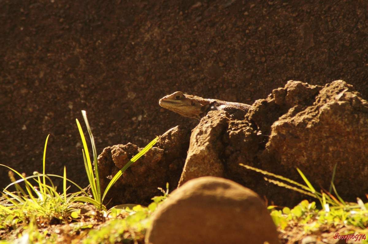 L'Agame des colons (Agama agama (Linnaeus, 1758)). - reunion-island-by ...