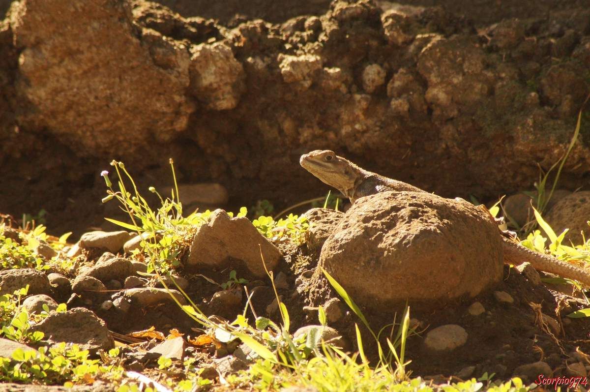 L'Agame des colons (Agama agama (Linnaeus, 1758)). - reunion-island-by ...
