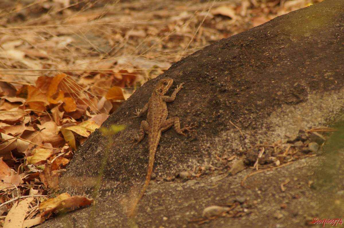 L'Agame des colons (Agama agama (Linnaeus, 1758)). - reunion-island-by ...