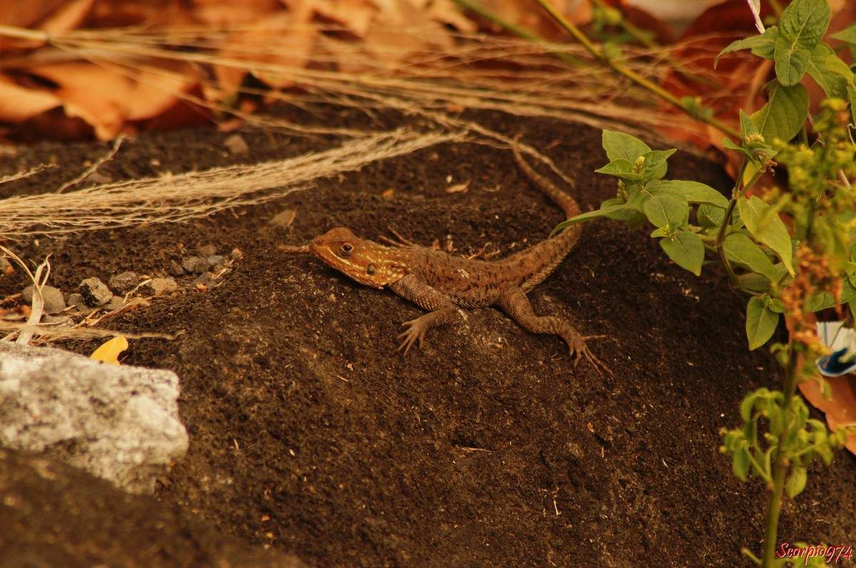 L'Agame des colons (Agama agama (Linnaeus, 1758)). - reunion-island-by ...