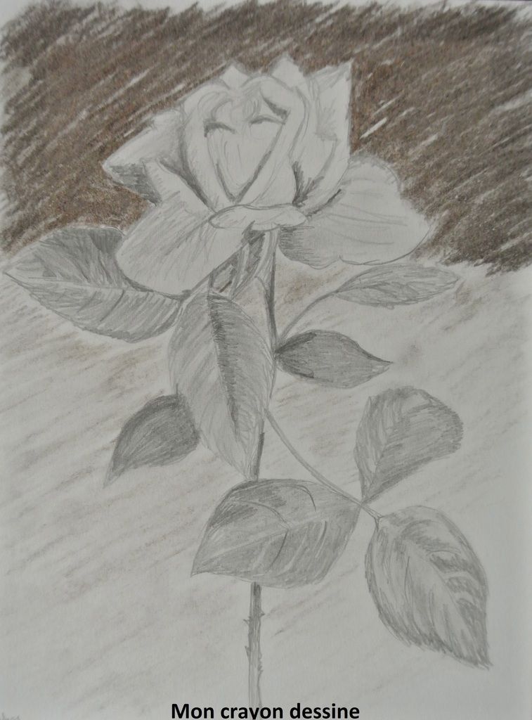Rose - Mon Crayon Dessine