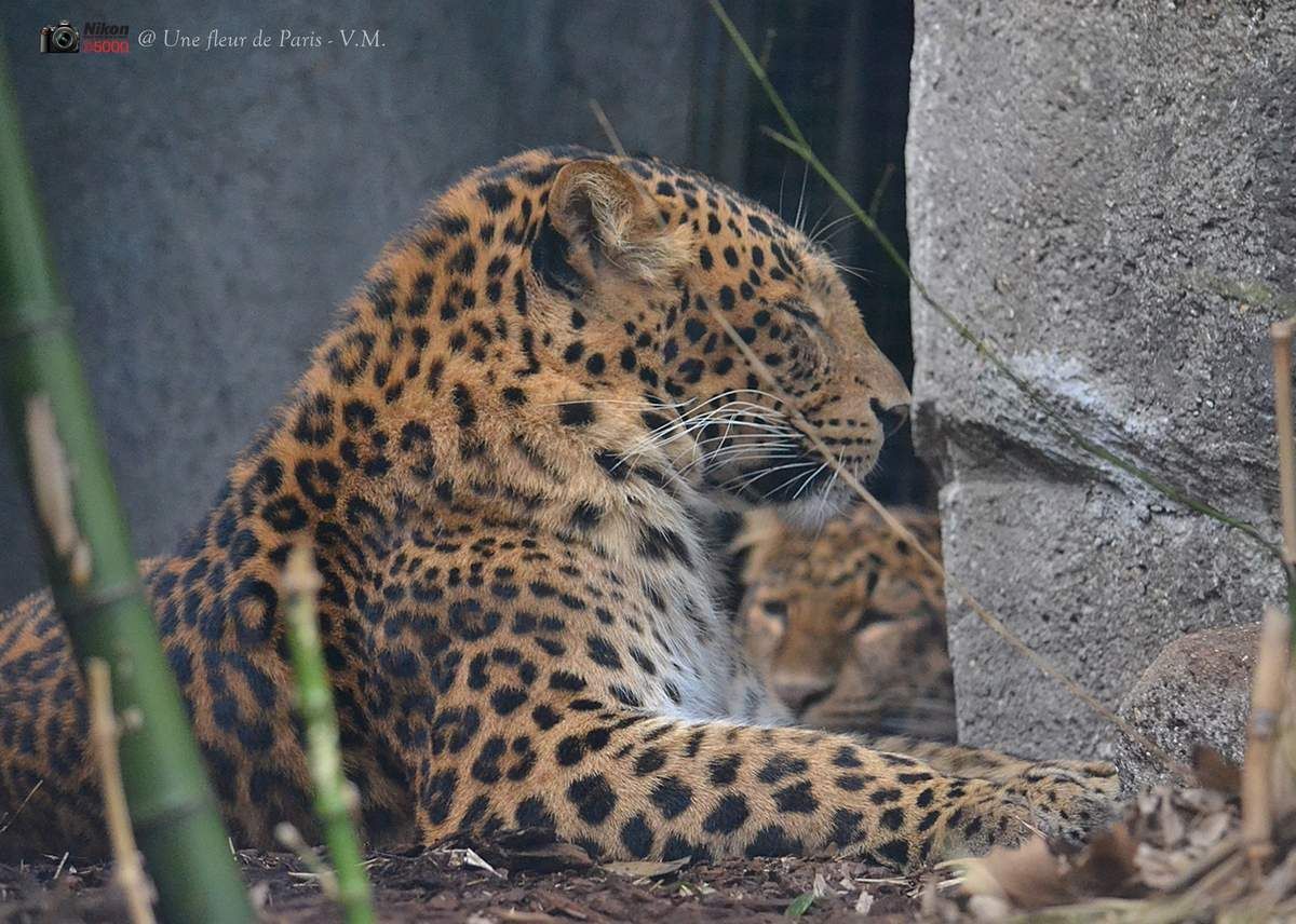 Ménagerie du Jardin des Plantes : Panthère de Chine - Une fleur de Paris