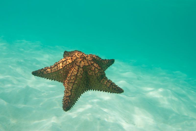 Isla Saona RD - TurismologoRd.over-blog.com