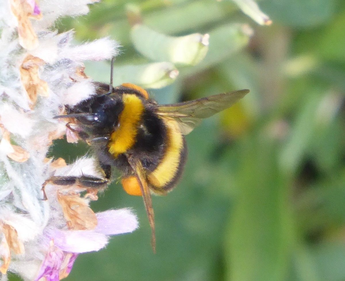 Les butineurs du matin - L'écoute s'il pleut