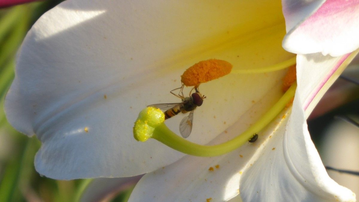 Les butineurs du matin - L'écoute s'il pleut