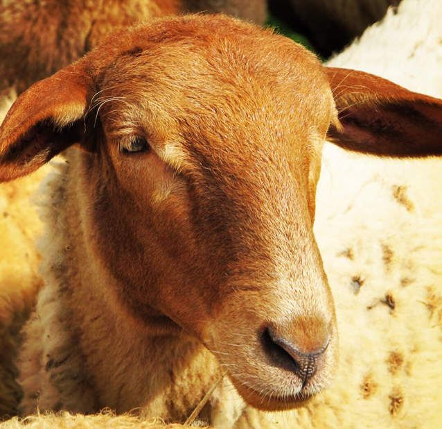 Der "Sacre du printemps" von Igor Stravinsky - fws musik