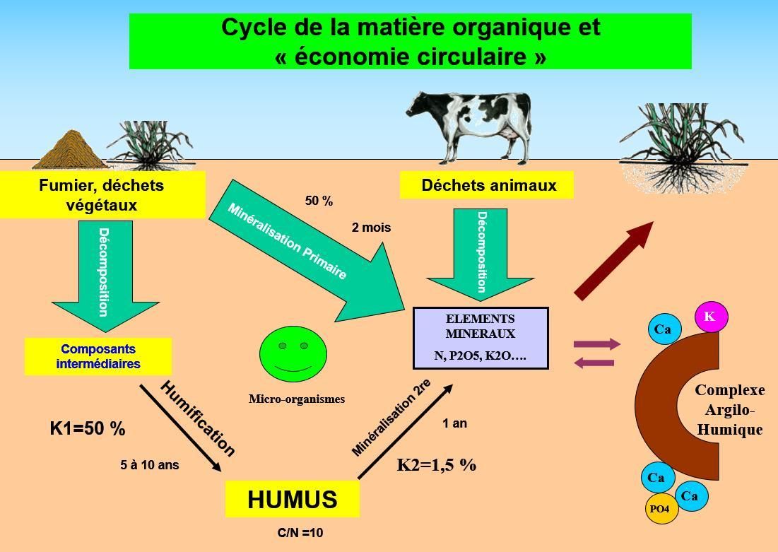 le role du complexe argilo-humique dans la fertilité du sol