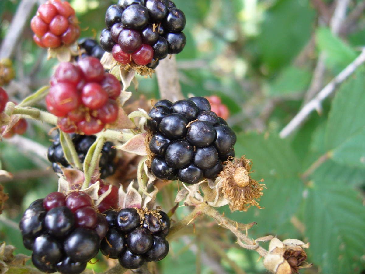 RONCE COMMUNE (RUBUS FRUTICOSUS) - RANDOFLORE