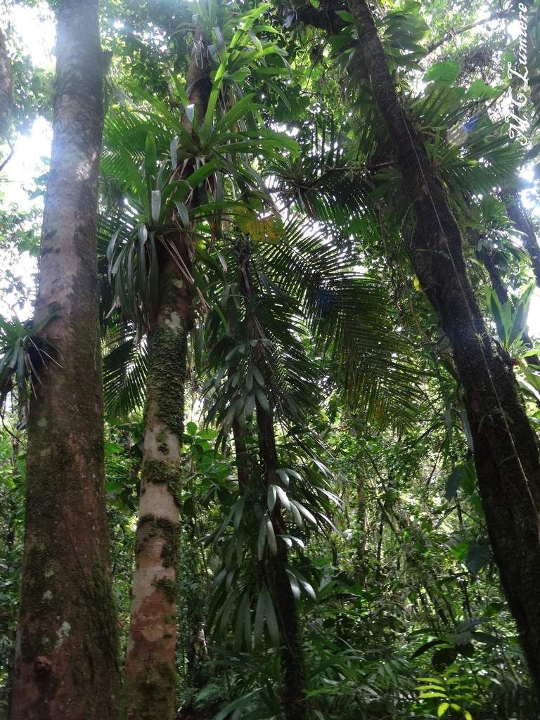 GUADELOUPE COTE TERRE : 1ERE APPROCHE ET RANDONNEE SUR ROUTE DE LA ...