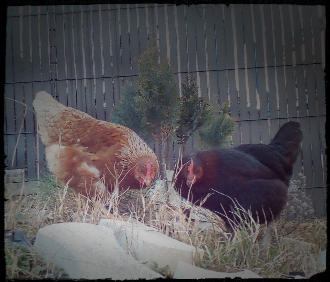 Ecolo attitude : des poules au jardin - dix petits doigts