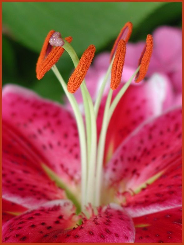 Photos fleurs de lys - dix petits doigts