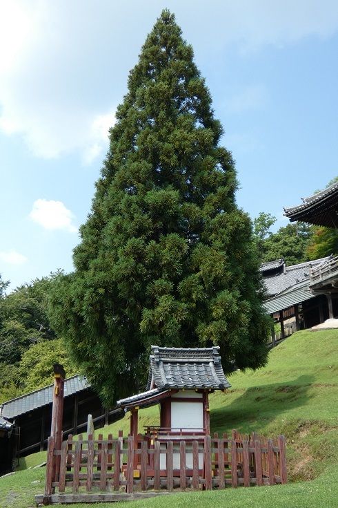 Voyage au Japon - Nara - dix petits doigts
