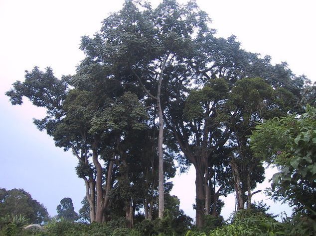 Un tirage riche (2) - pierrotDCDL.over-blog.com