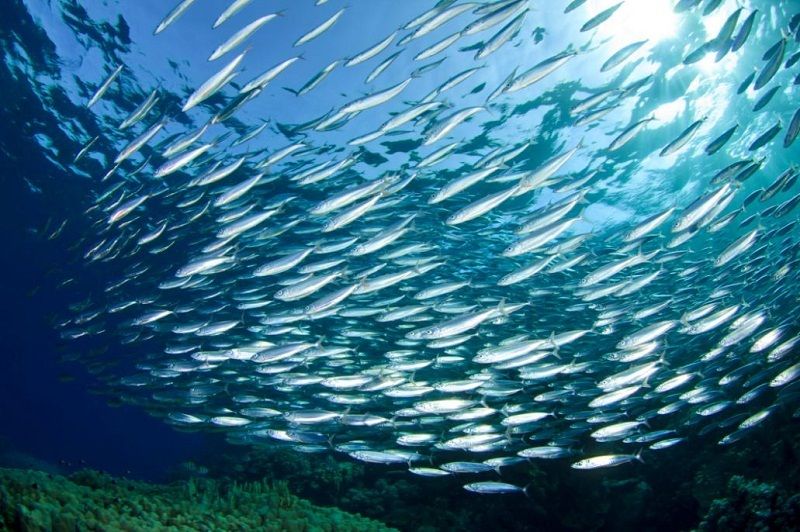 Comment pêcher les différents poissons ? Yannick Dacheville livre les ...