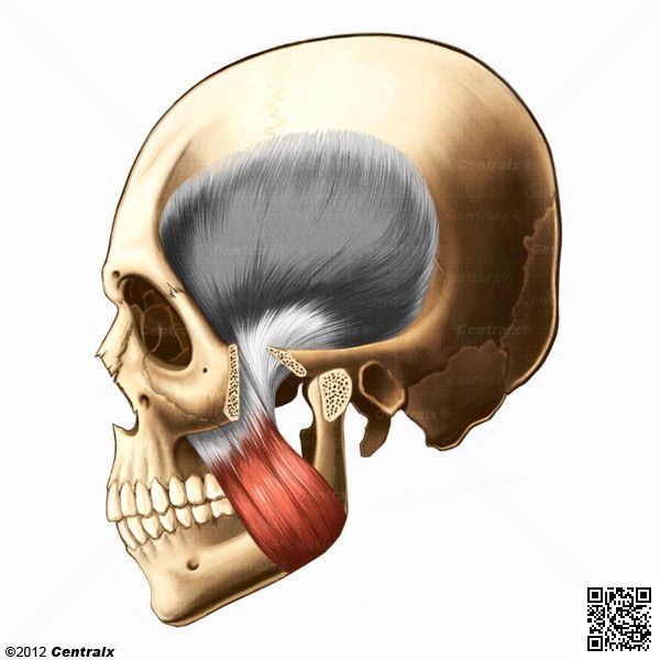 Músculos de la Masticación - Cirujano Dentista