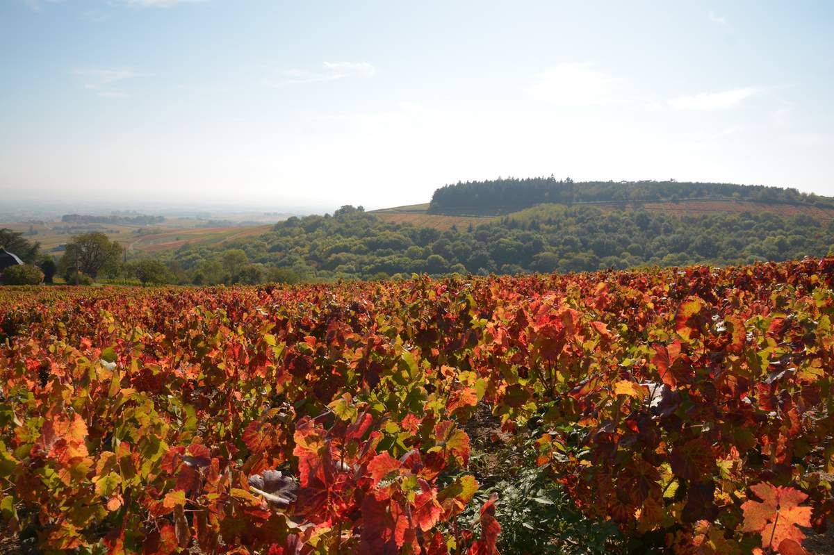 Mont Brouilly - Beaujolais - paysage automnal - Le Blog de Sylvie - MPC