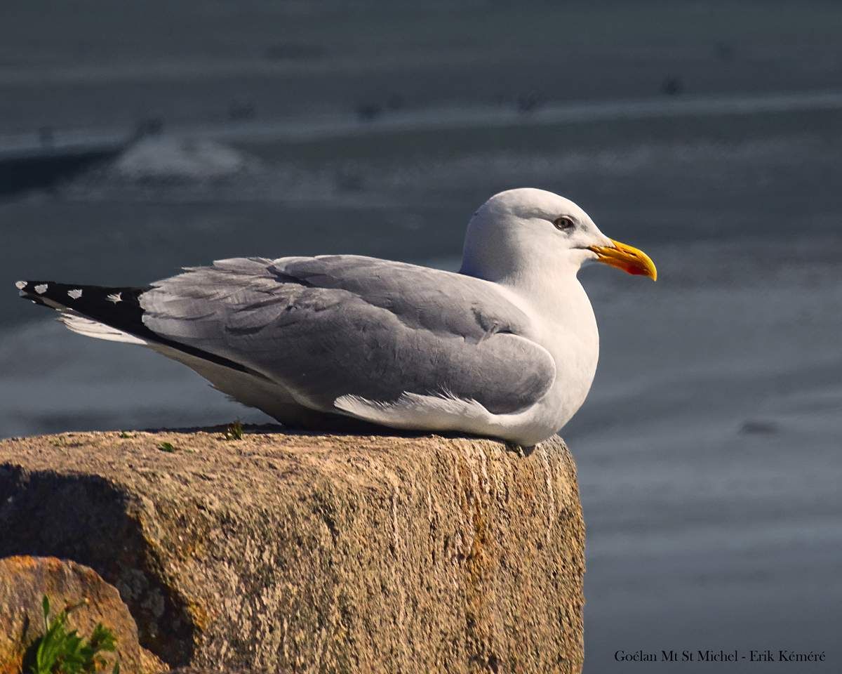 Le Goéland - breizh photographie