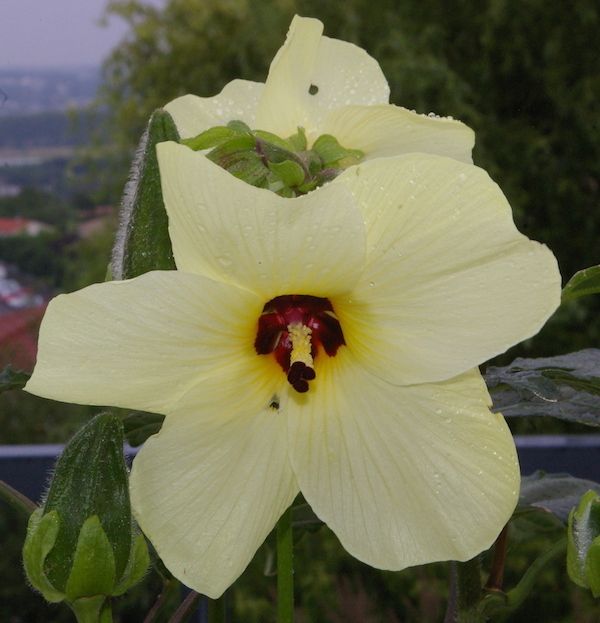 053 - Abelmoschus manihot, un hibiscus rustique à fleurs jaunes ...
