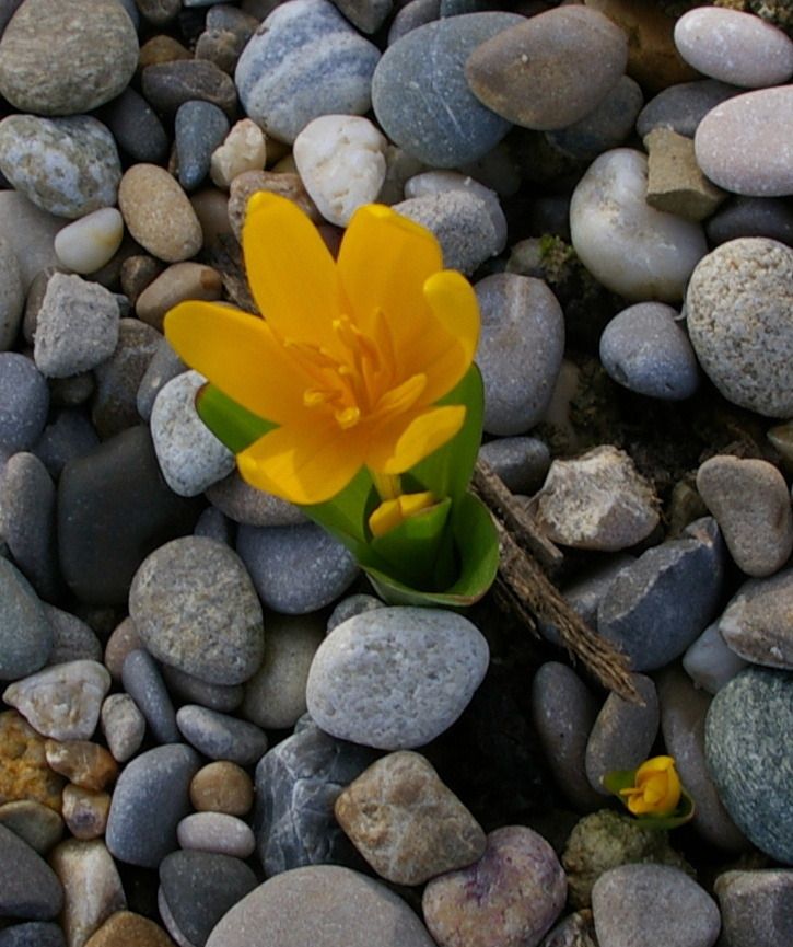 067 - LES COLCHIQUES que j'ai perdu : Colchicum luteum et Colchicum ...