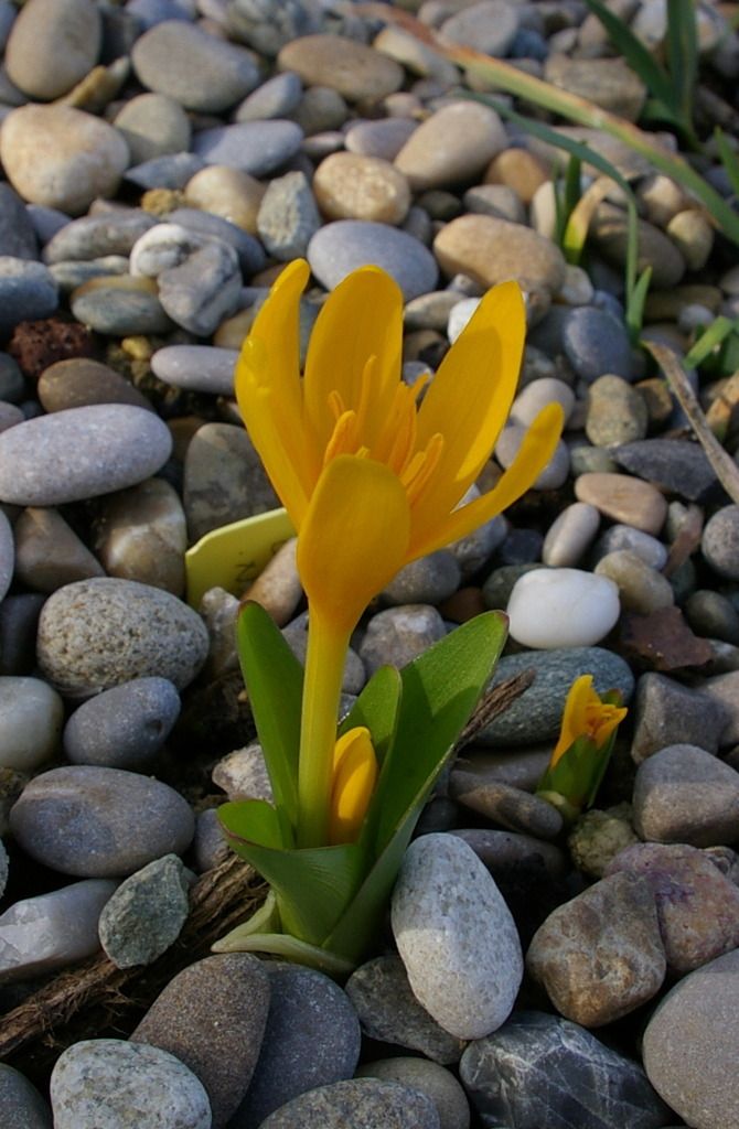 067 - LES COLCHIQUES que j'ai perdu : Colchicum luteum et Colchicum ...