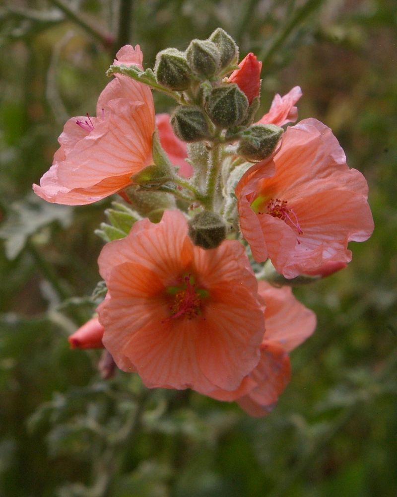 214 - Sphaeralcea Childerley et Sphaeralcea Newleaze Coral - empreintes ...
