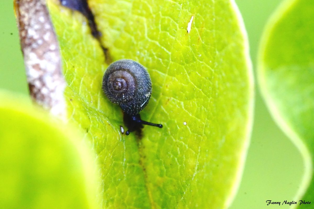 Mini escargot noir des jardins (Helicodonta obvoluta ...