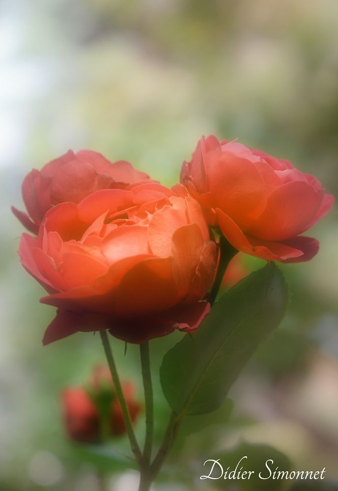 LE TRAIN DES ROSES - La Vallée de l'Yerres, le Plateau Briard par ...